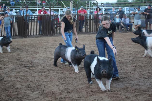 Tecumseh Hosts First T-Town Showdown Pig Show | Countywide & Sun
